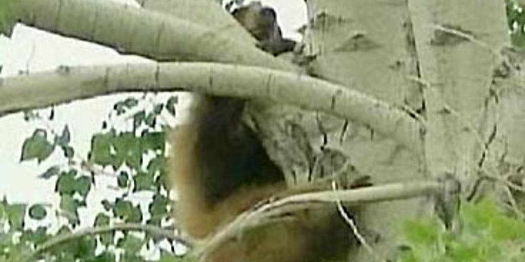 Look Out Below | Fox News Video