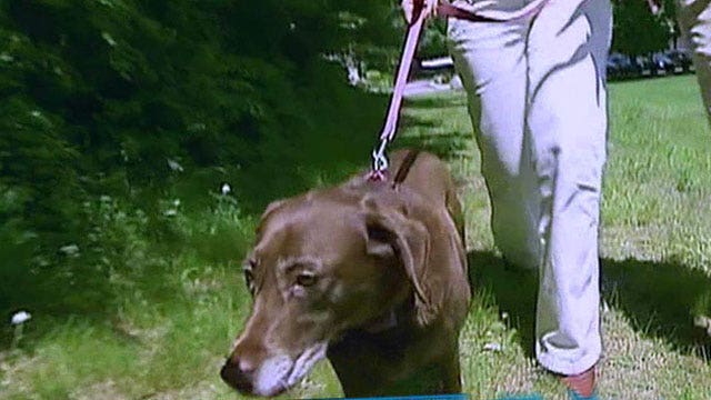 High-tech pet collars that can send health updates | Fox News Video
