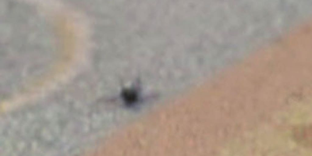 PETA Angry Over Fly Death | Fox News Video