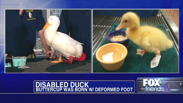 Disabled Duck Gets Custom Webbed Foot | Fox News Video
