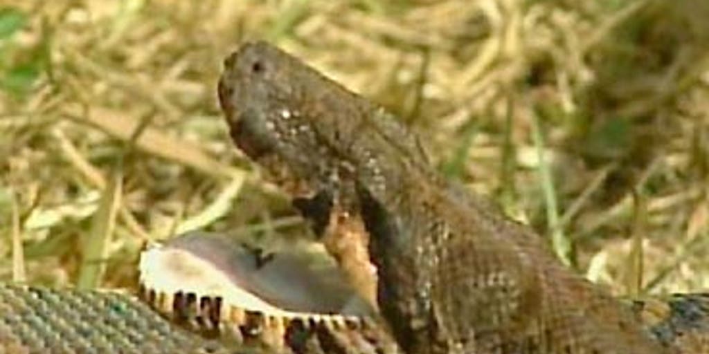 'Injurious Species' | Fox News Video