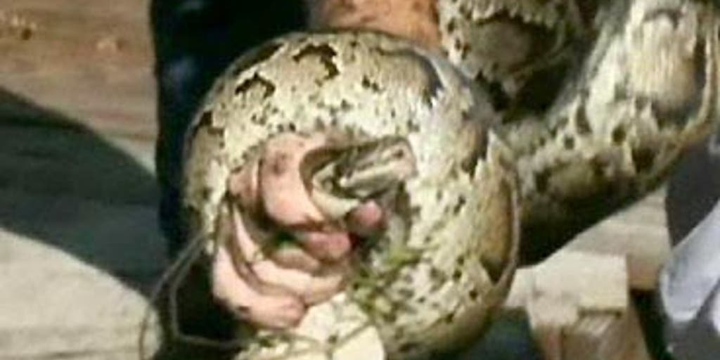 Hunting Pythons | Fox News Video