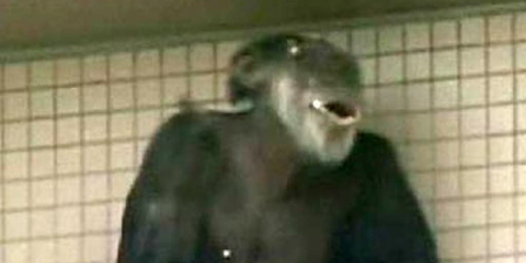 No Chump | Fox News Video