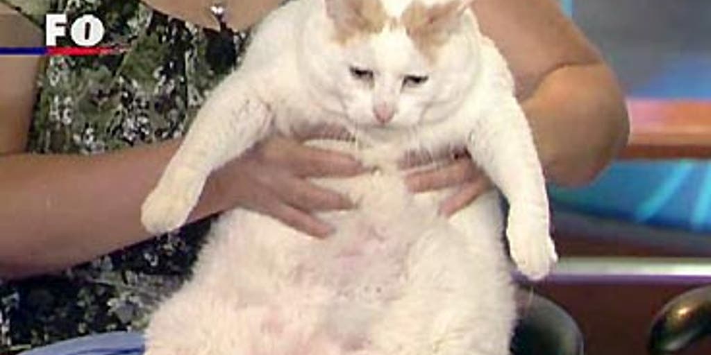 Prince Chunk Needs a Home | Fox News Video