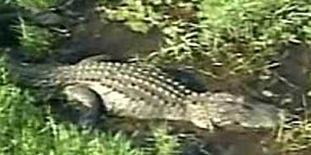 Gator Attack | Fox News Video