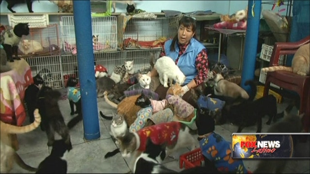 Is this woman the real cat lady? | Fox News Video