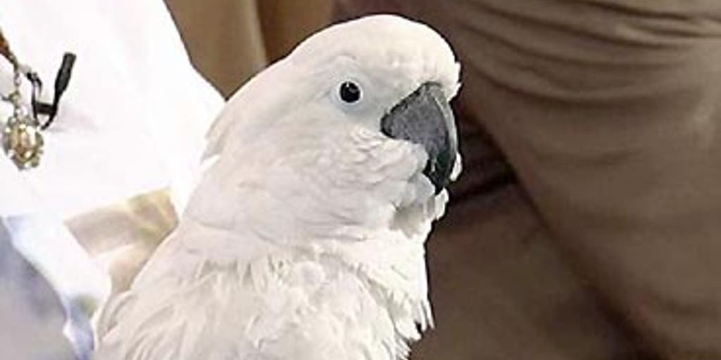 Cockatoo Cries Wolf | Fox News Video