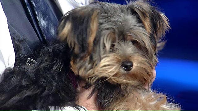 Warning about a deadly virus infecting dogs | Fox News Video