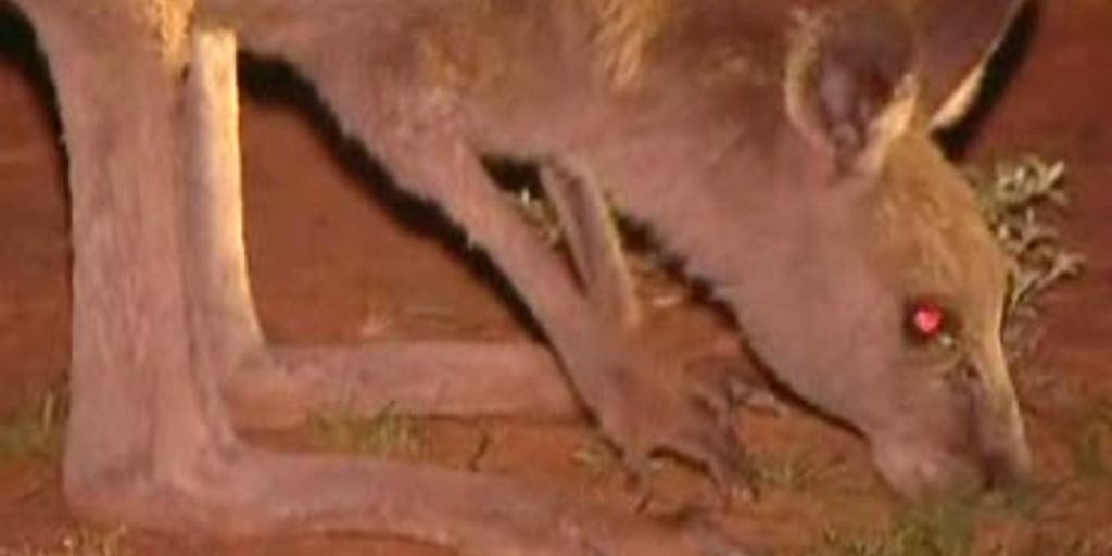 'Roo Invasion | Fox News Video