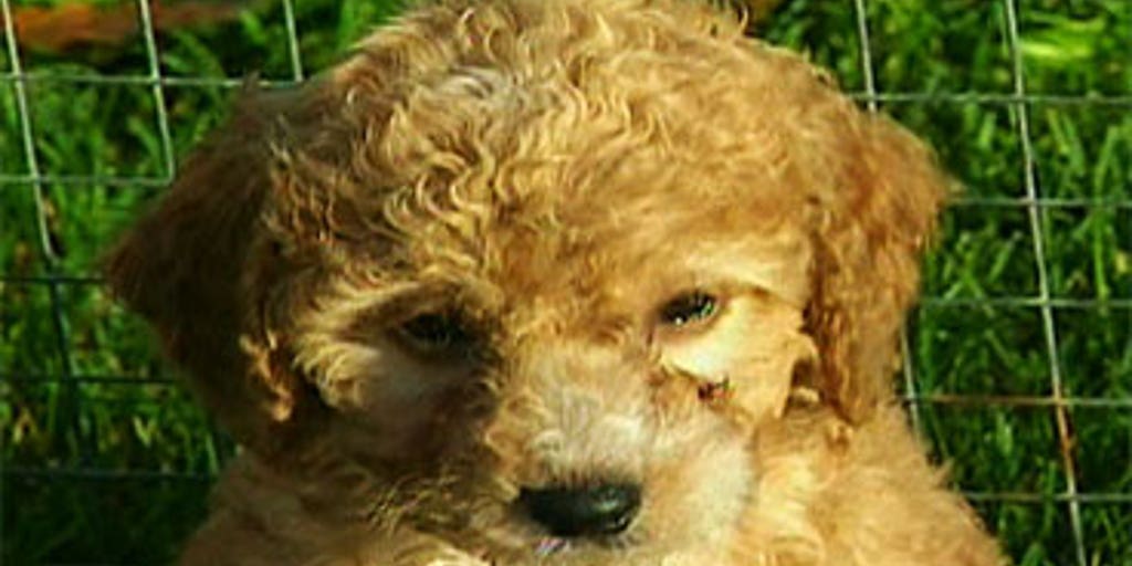 Picking the First Puppy | Fox News Video
