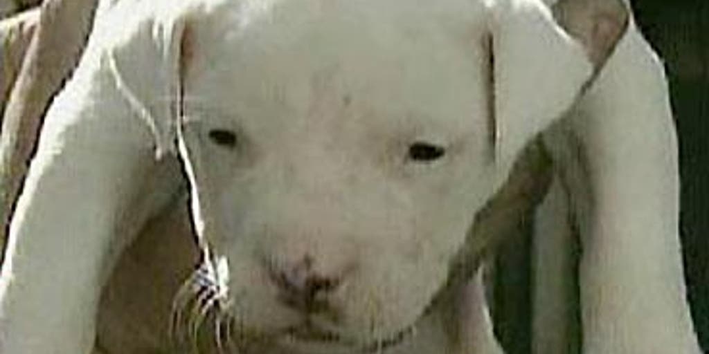 Bust A Myth | Fox News Video