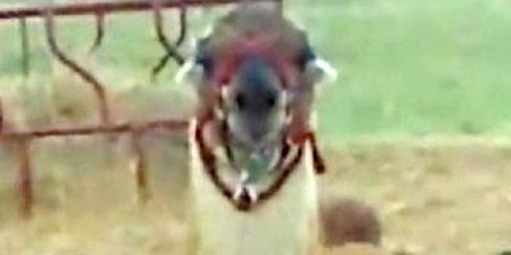 When Animals Attack | Fox News Video