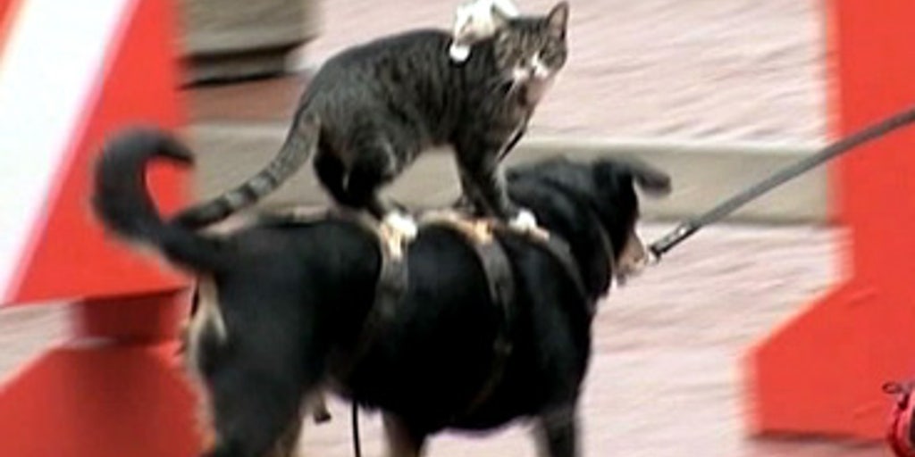 Rat On Cat On Dog | Fox News Video