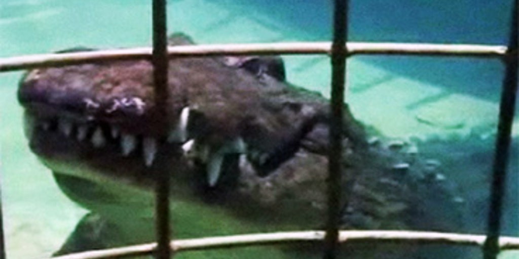 Croc Cage Diving | Fox News Video