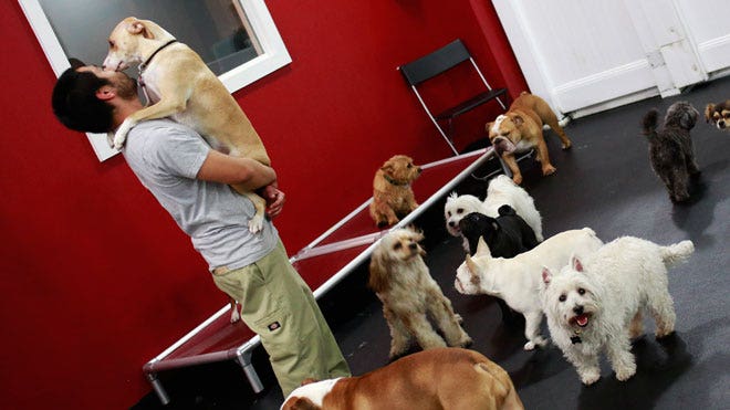 4 Qualities of Dogs That You Also Want in Your Customers | Fox Business