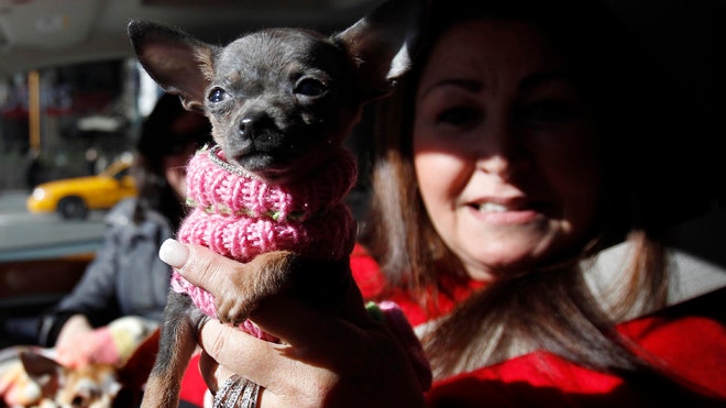 The Cost of Breeding a Westminster Champ | Fox Business