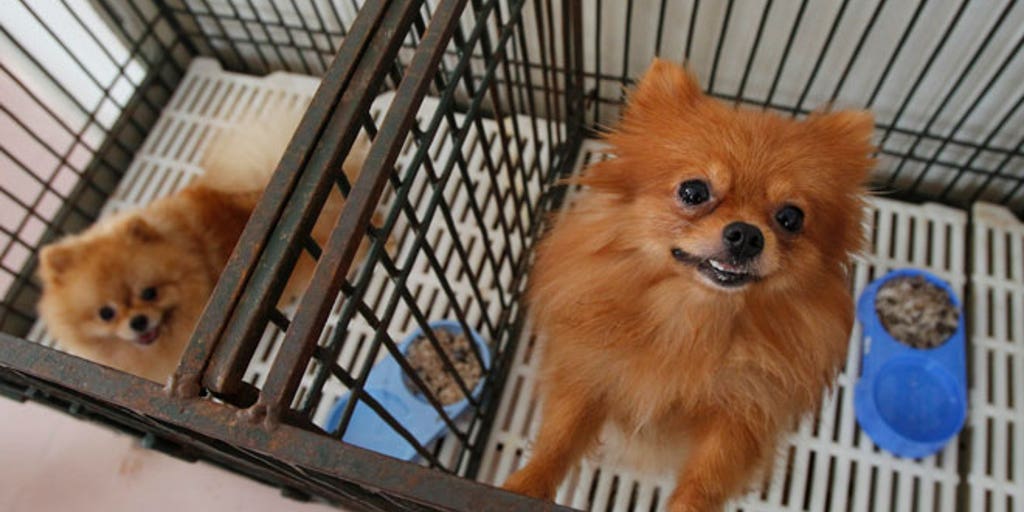 Are Dogs Allowed At Open Houses