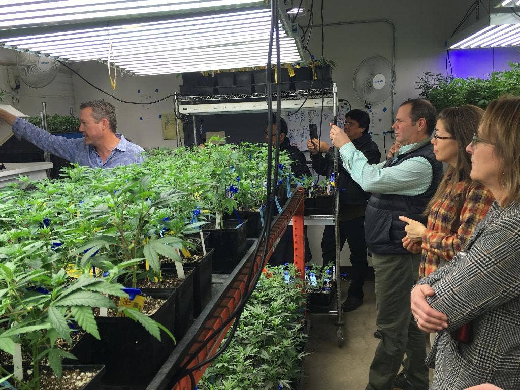 Weed 101: Colorado agriculture office shares pot know-how | Fox Business