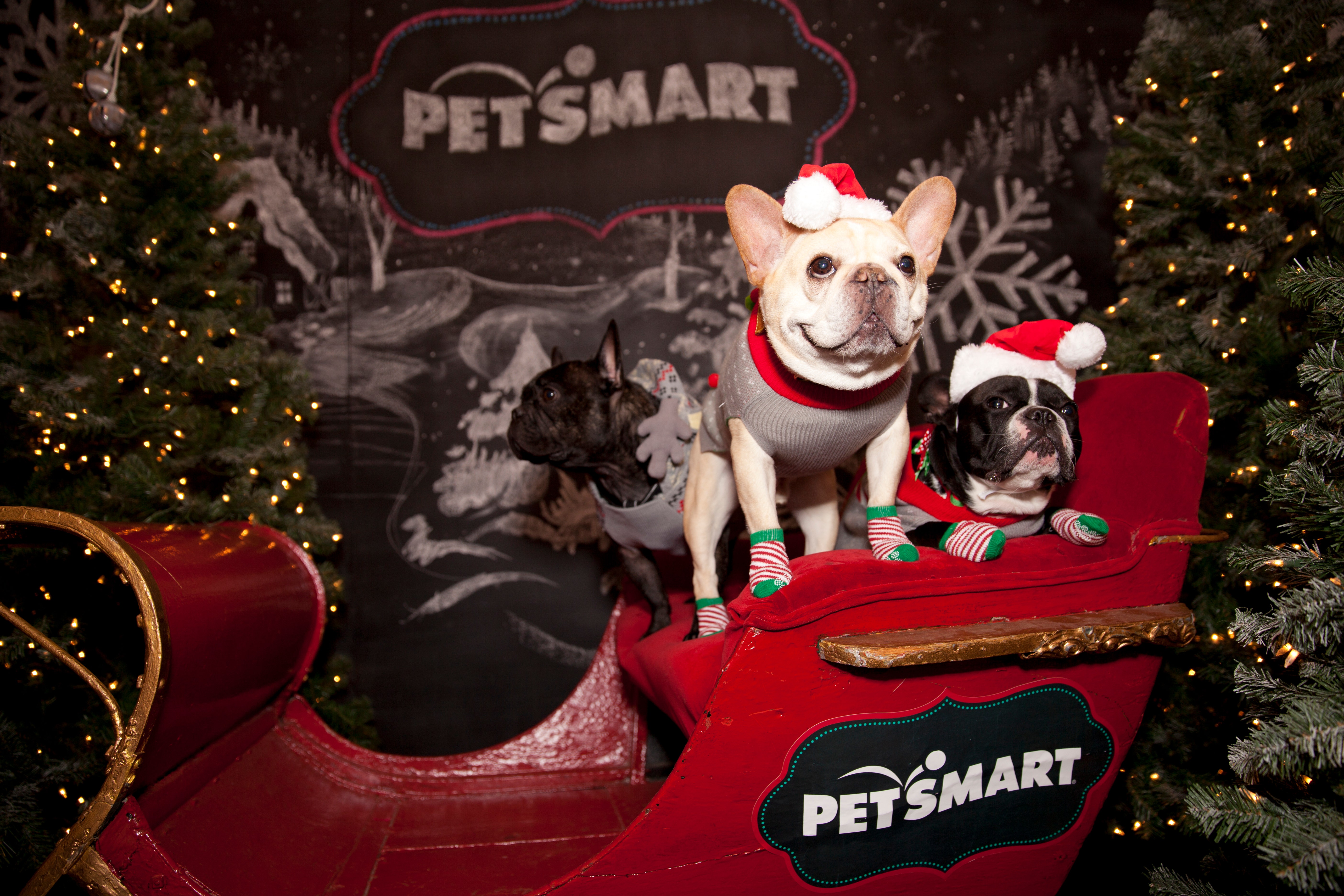 Behind the Scenes: PetSmart Holiday Collection | Fox Business