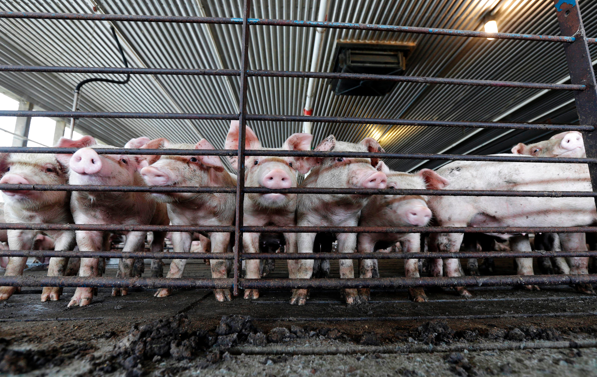 Lawsuit blames pork giant for noxious farm smells | Fox Business