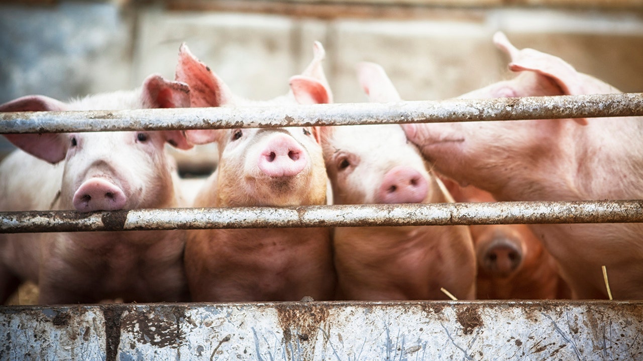 Hurricane Florence brings ‘huge concern’ for pig farmers | Fox Business