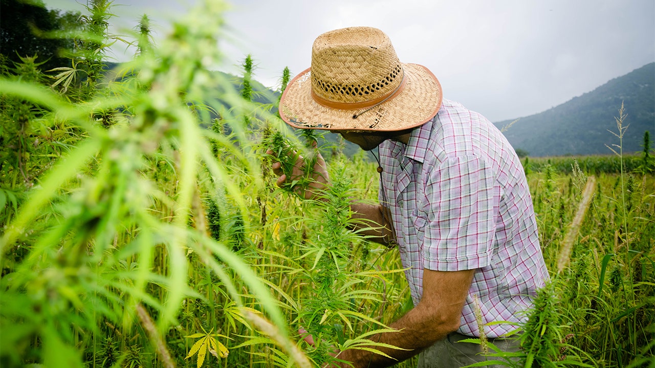 USDA finalizes hemp farming regulations: What producers need to know ...
