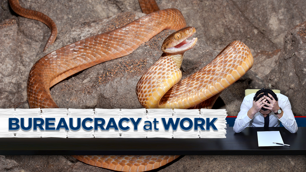 Government earmarks $863K to eliminate brown tree snakes in Guam | Fox ...