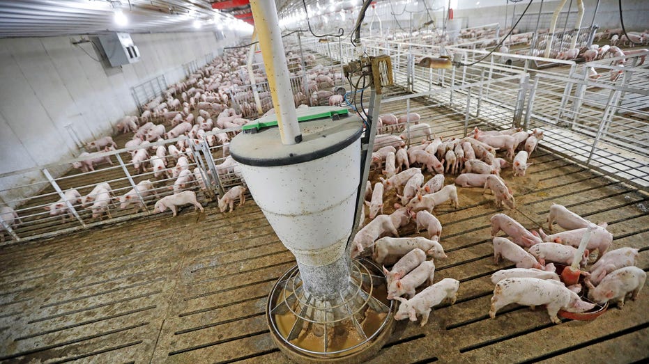 Furor erupts as factory farms provide abundant food, but environment ... Furor erupts as factory farms provide abundant food, but environment ...