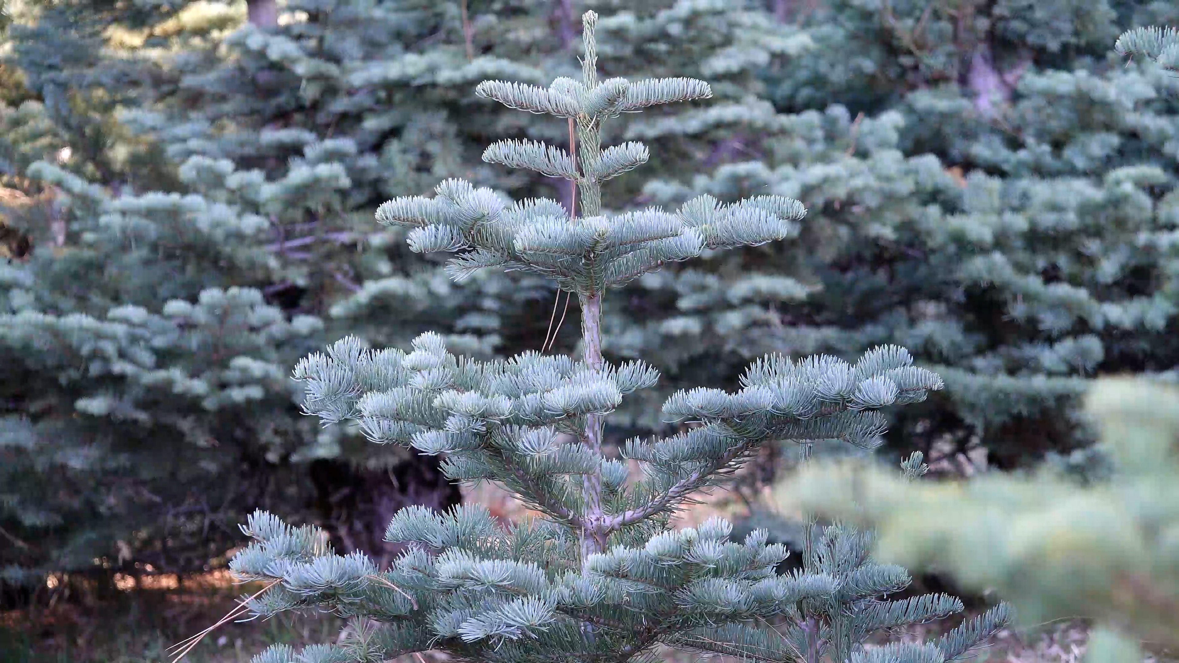 Christmas tree prices rising, but plenty are available for the holidays ...