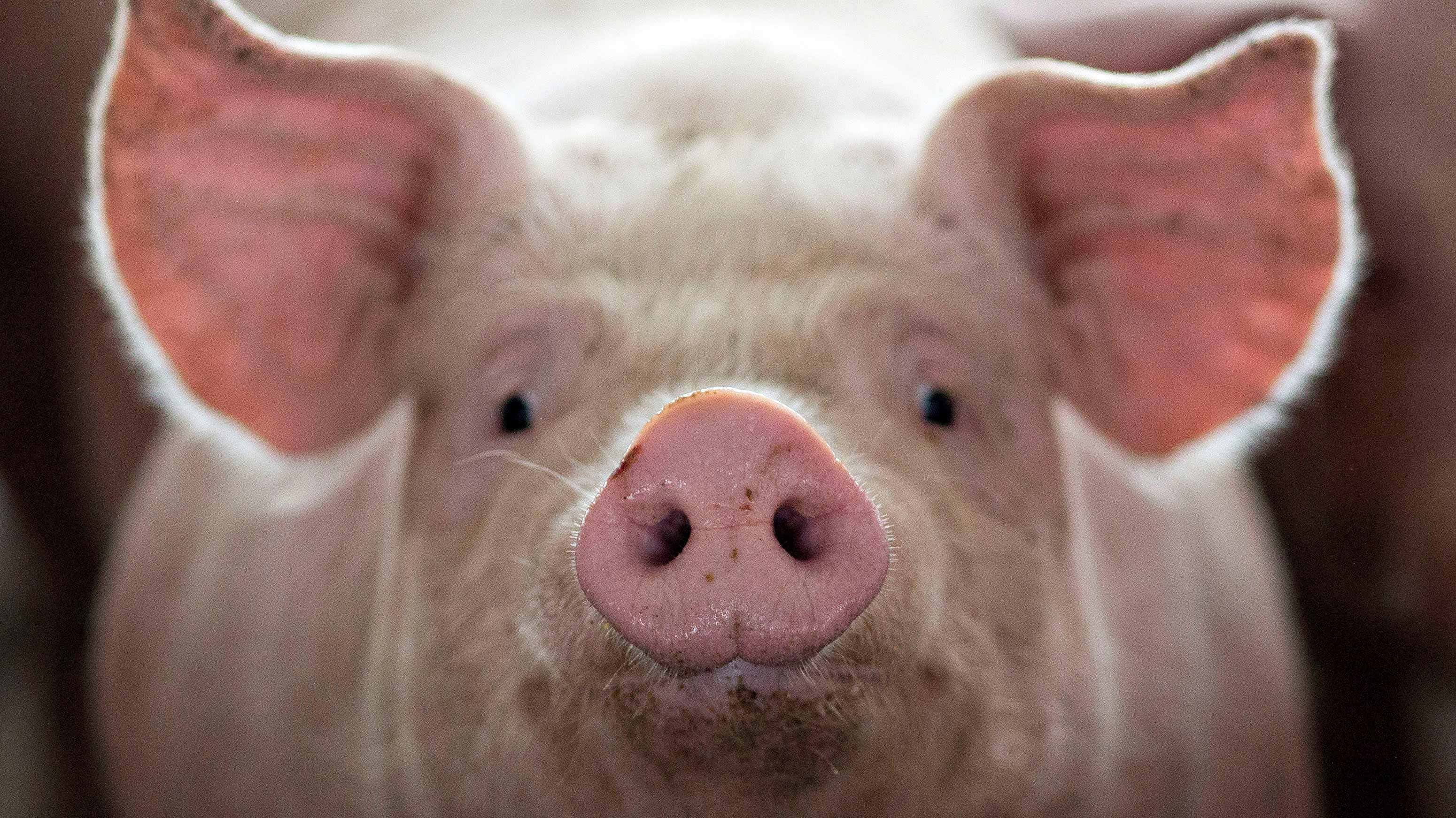 Researchers discover how to delay the decay of cells and tissue ...