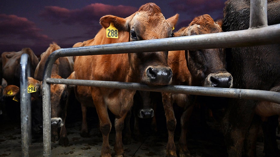Bill Gates Wants To Stop Cows From Burping In Latest Investment Fox