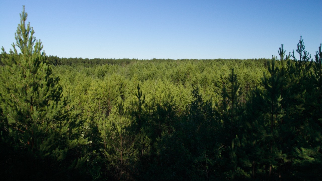 JPMorgan Asset Management adds $500M of southern timberland | Fox Business