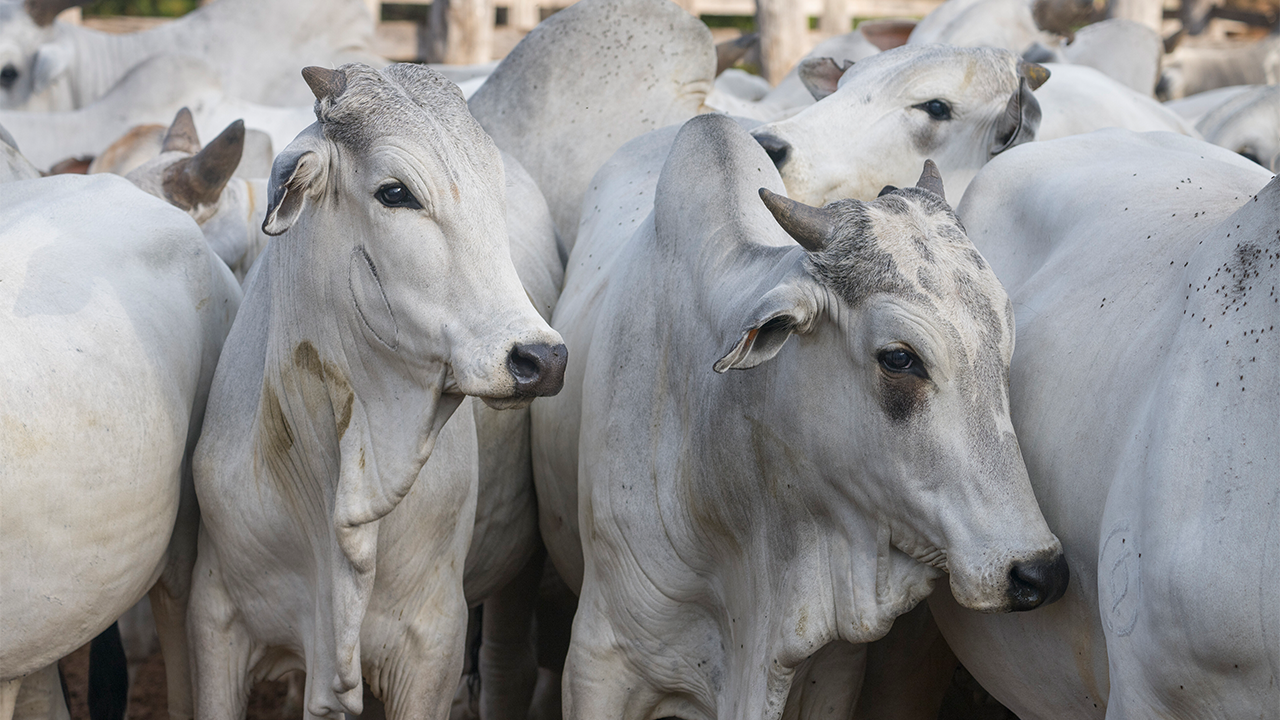 'Elite cattle': Heavy cow that's 'closest to perfection' fetches ...