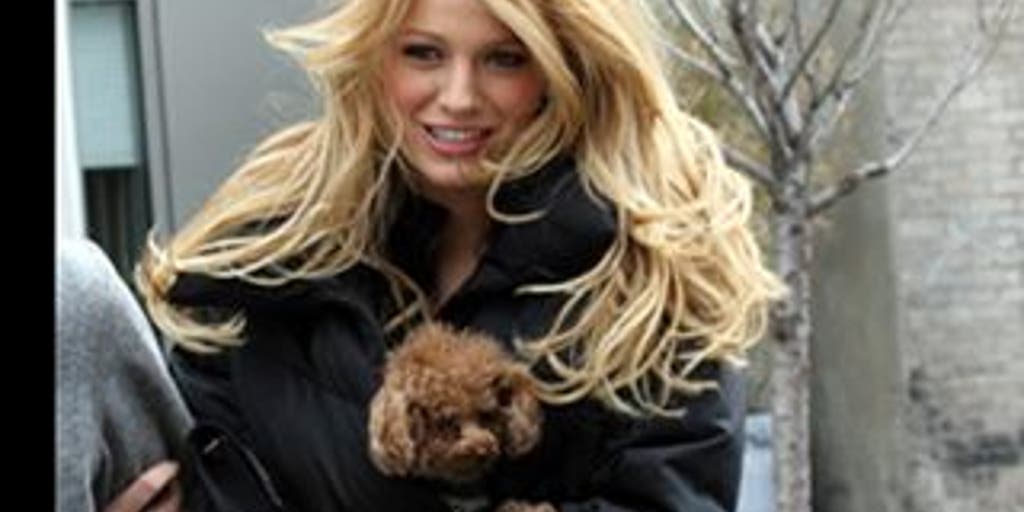 Maltipoo Blake Lively
