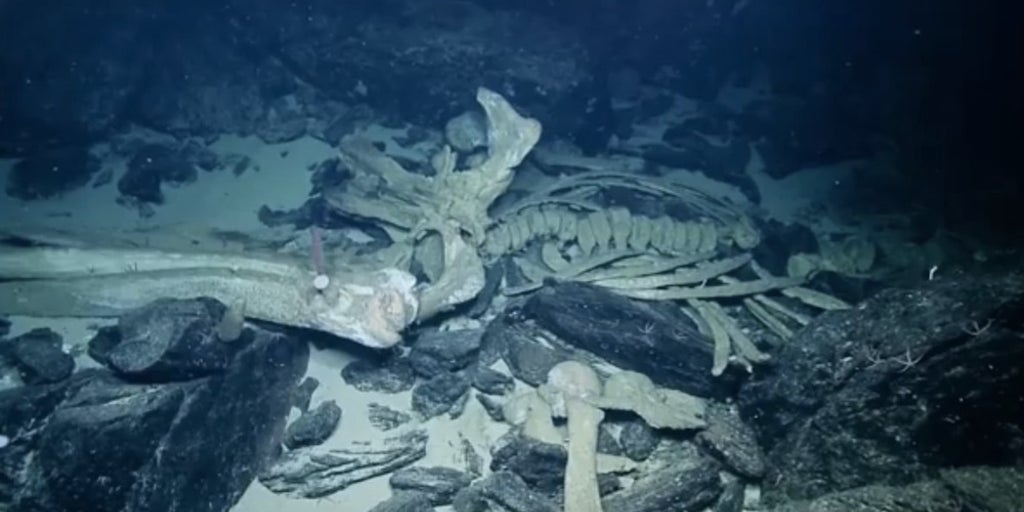 Something Terrifying JUST EMERGED in California… Whale Fossils Found ...