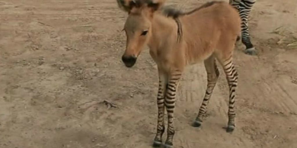 Zonkey Truth From The World's Newest Zonkey | Answers In Genesis