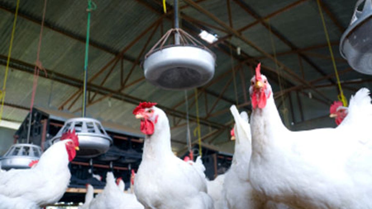 South Korea Halts Us Poultry Imports Due To Bird Flu Fox News