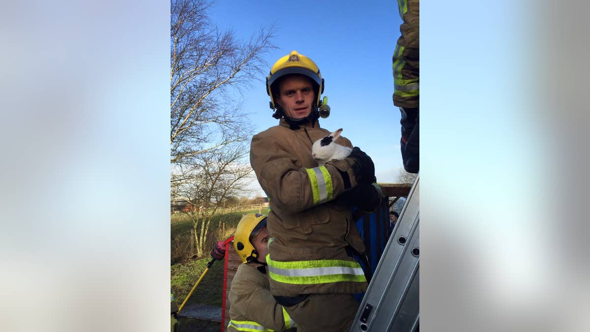 Bunny lifted onto roof by storm is rescued by firefighters | Fox News