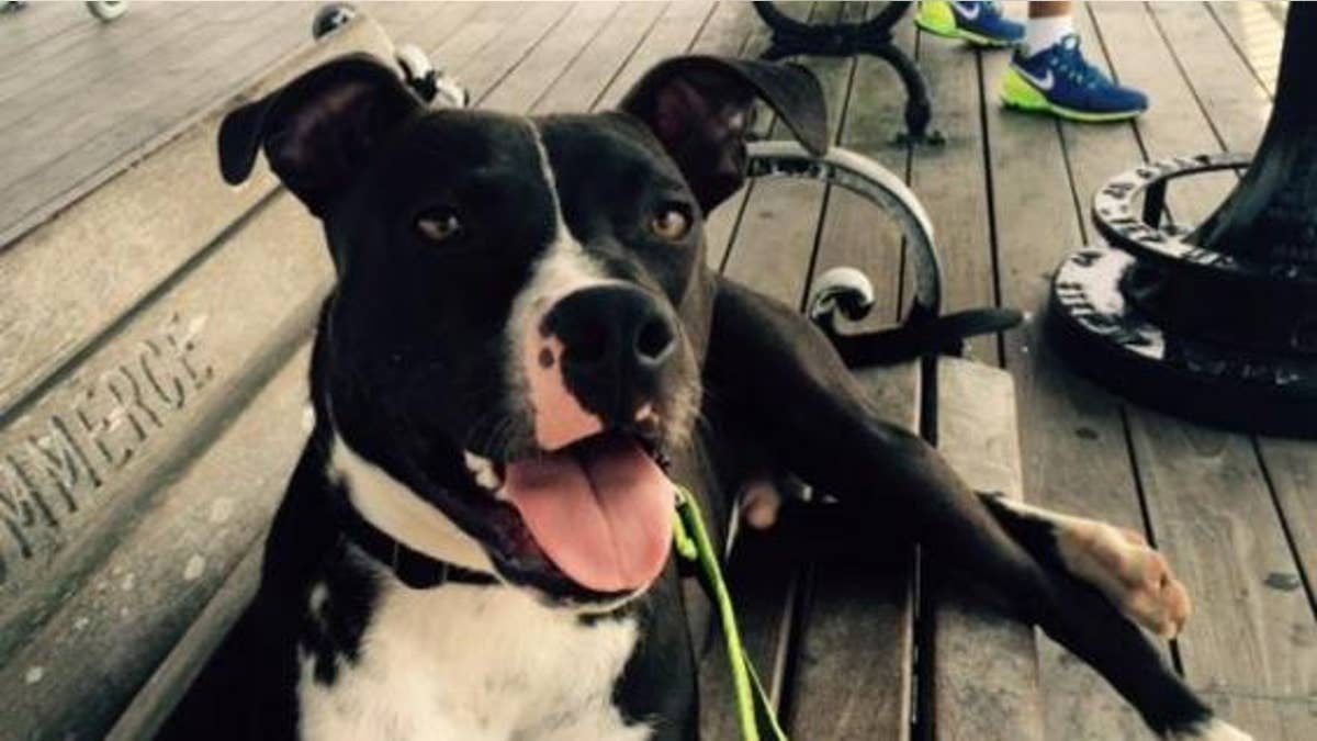 Humane Society of NY and Ruff House Rescue | Fox News