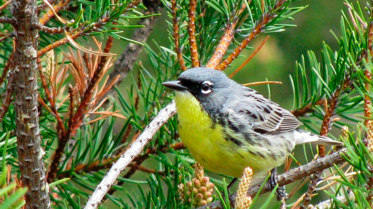 Feds propose dropping songbird from endangered species list | Fox News Feds propose dropping songbird from endangered species list | Fox News