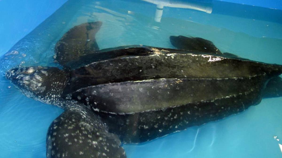 First rare leatherback sea turtle known to have stranded in SC being ... First rare leatherback sea turtle known to have stranded in SC being ...