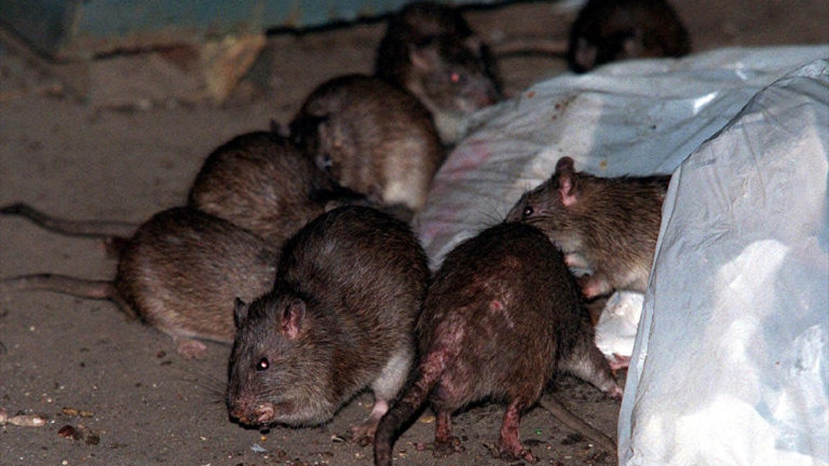 Rat-chucking festival in Spain comes under fire from animal-rights ...