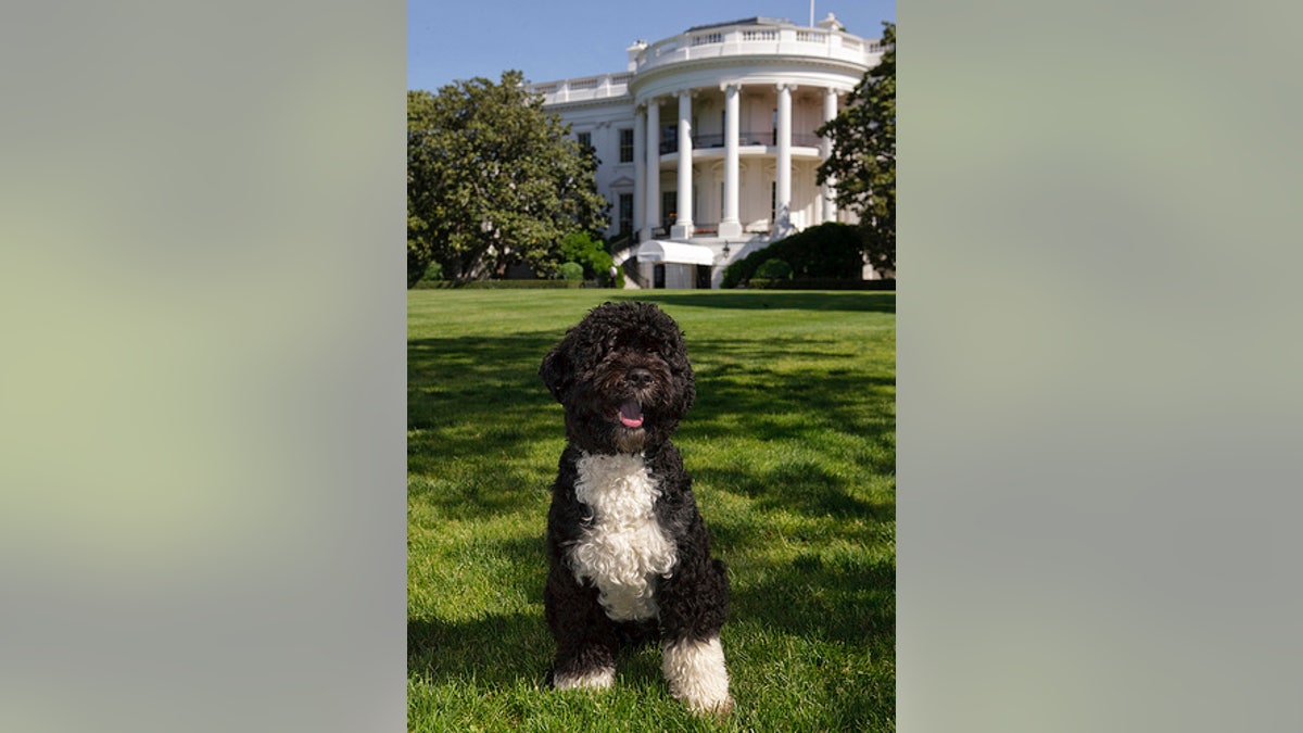 Bo: The Official Portrait | Fox News