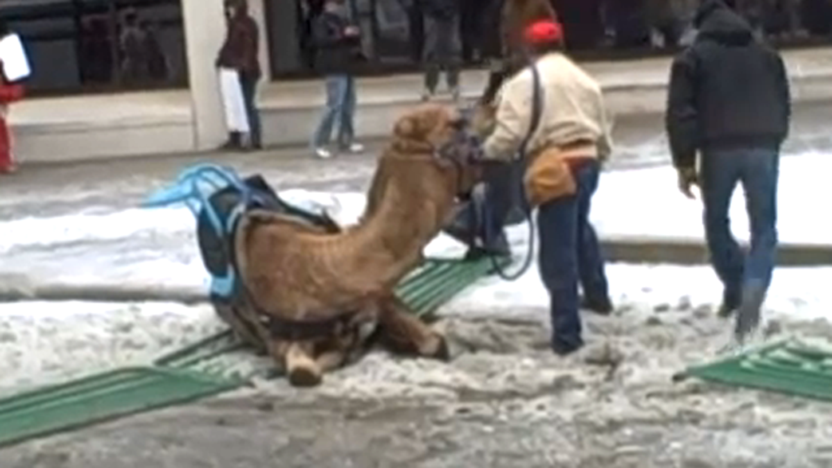 'The Daily Show' Under Fire After Video Emerges Showing Camel in ...