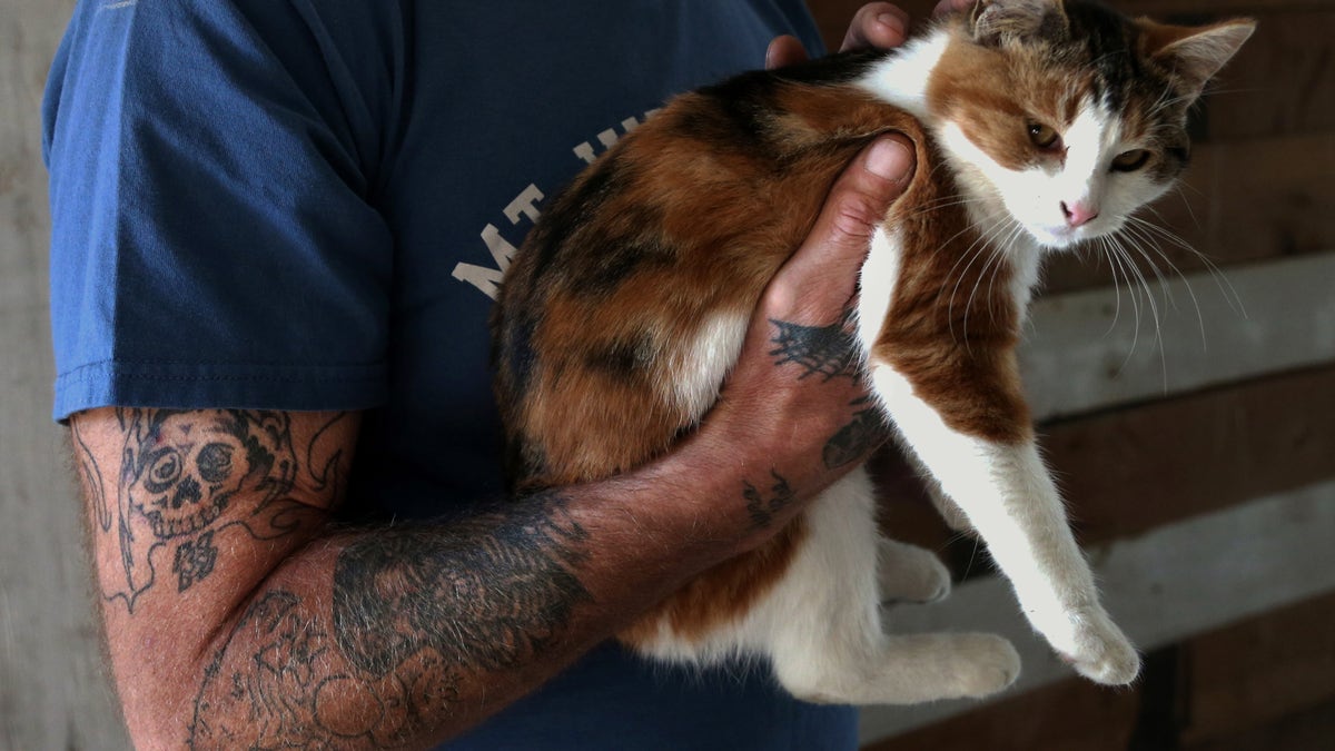 Will purr for treats: How cats became domesticated | Fox News