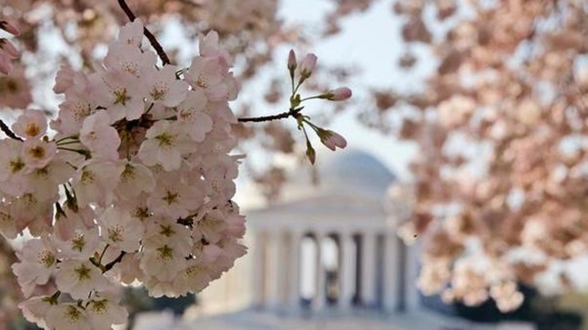 Unique ways to enjoy the Cherry Blossom Festival | Fox News