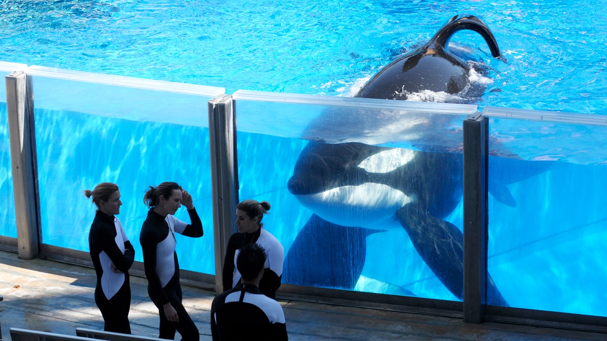 SeaWorld announces death of Tilikum, killer whale featured in ... SeaWorld announces death of Tilikum, killer whale featured in ...