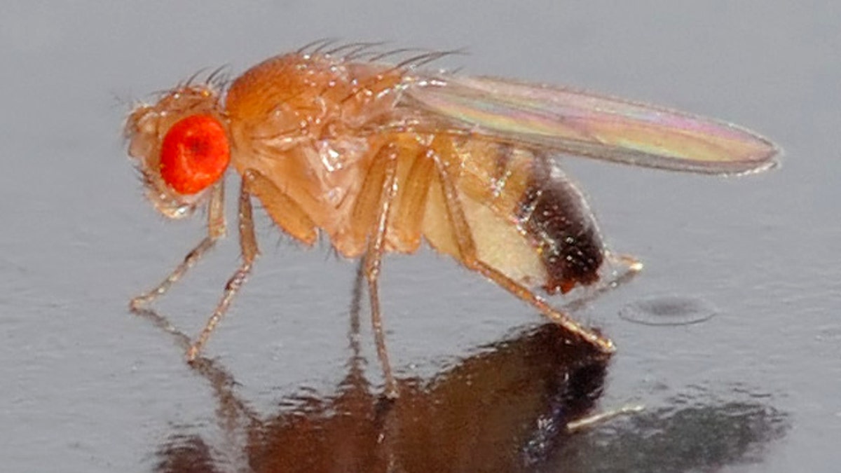 How Booze Takes The Edge Off For Sexually Thwarted Fruit Flies Fox News