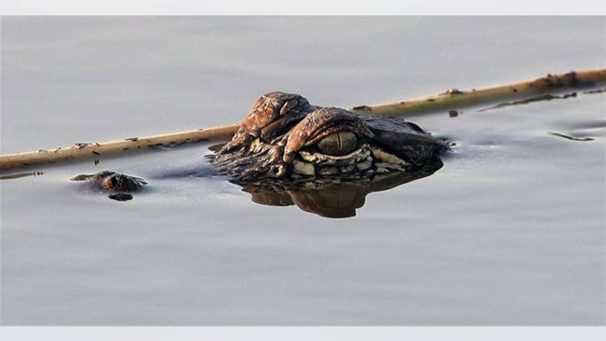 Battle of the jaws: Study finds alligators eat sharks | Fox News