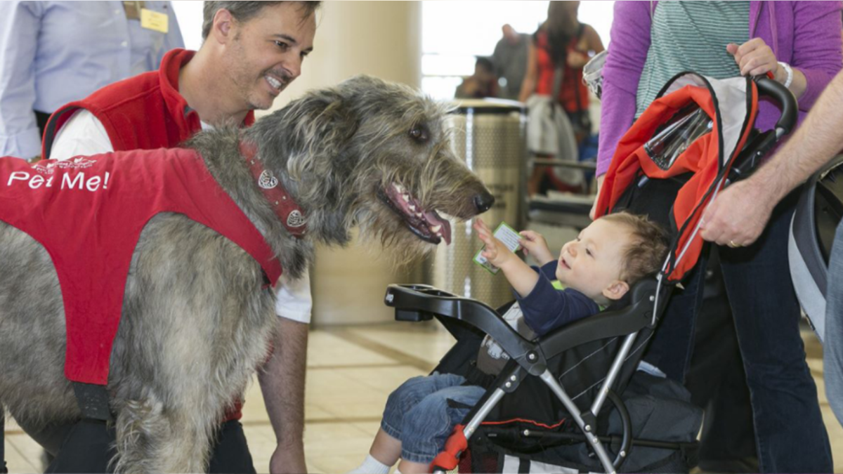 LAX Airport's Pet Project | Fox News